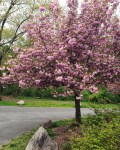 #54: The Change in Seasons and the Flowering Trees | We Love Rochester